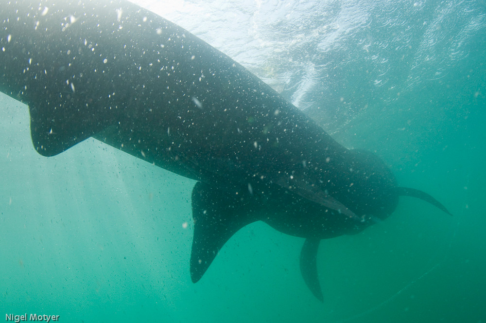Photo Galleries | The Irish Basking Shark Group