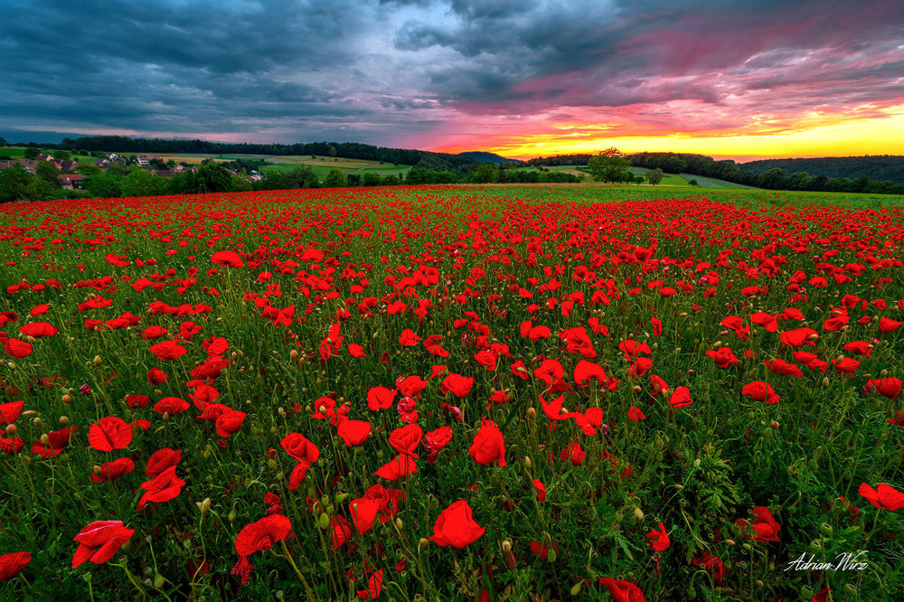 Das Mohnfeld im Baselbiet