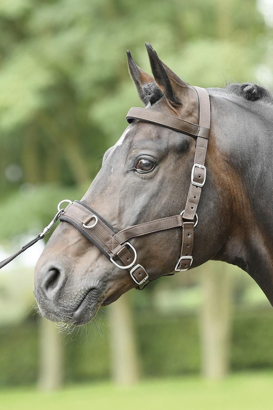 Training & Rehabilitation | Seriously Tacky