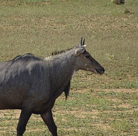 Nilgai Hunts In Texas | Cedar Cove Ranch