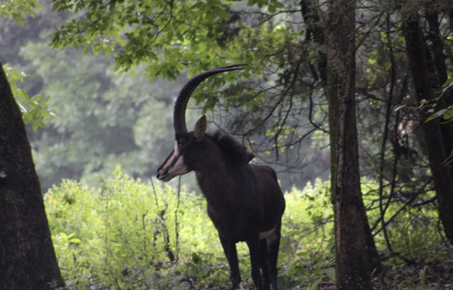 Sable Hunting in Texas | Cedar Cove Ranch | Premier Hunting Ranch