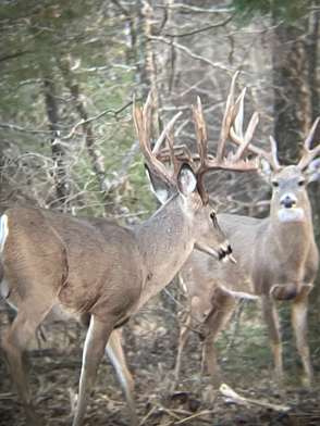 Trophy Whitetail Deer Hunting | Cedar Cove Ranch