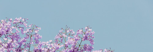 All Editions | Jacaranda Journal