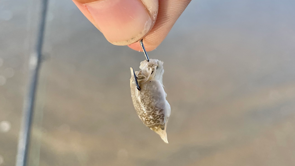 Surf Fishing Hooks - Best Hook Types and Size for Beach Fishing