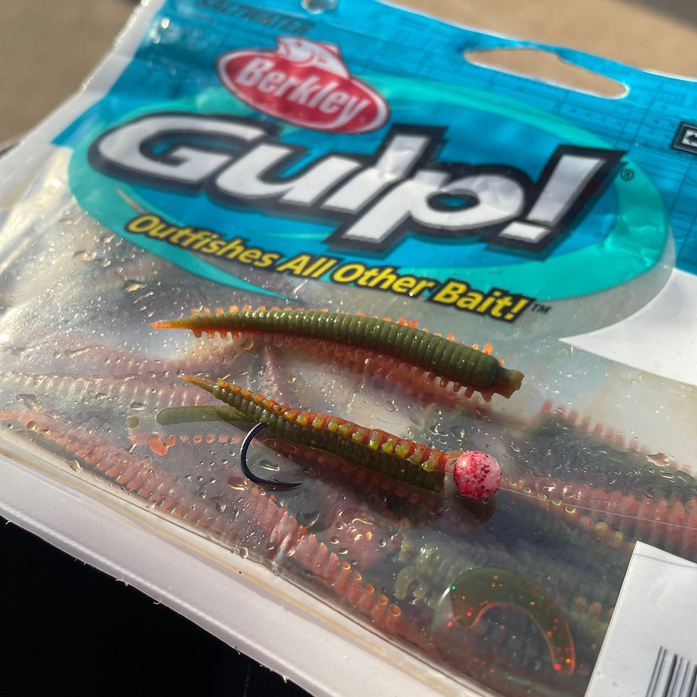 Ultimate Surf Perch Fishing Guide - Rigs, Baits, Setups, Species