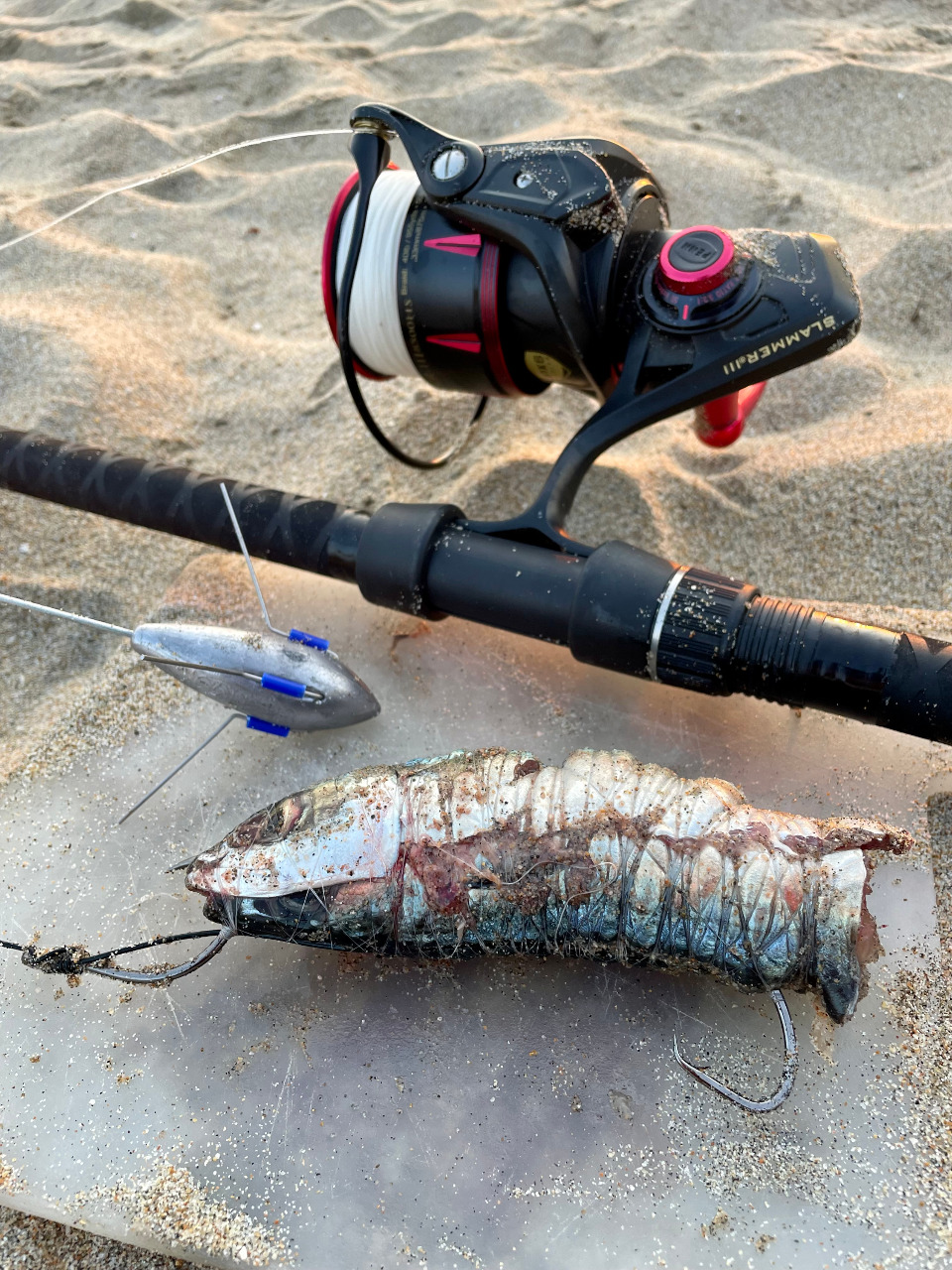 Rigs, Baits & Spots for Soupfin Shark Fishing California