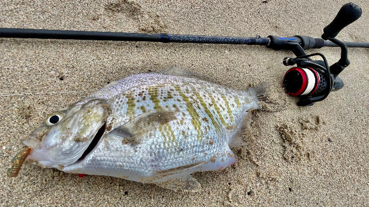 Ultimate Surf Perch Fishing Guide - Rigs, Baits, Setups, Species