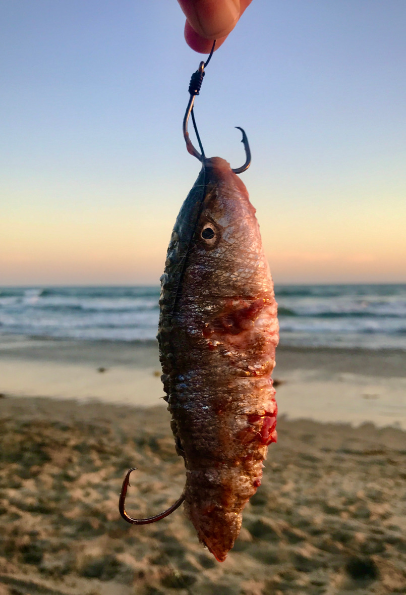 Rigs, Baits & Spots for Soupfin Shark Fishing California