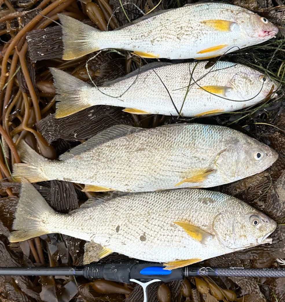 Yellowfin Croaker Fishing Guide - Bag Limits, Baits, Rigs, Setups