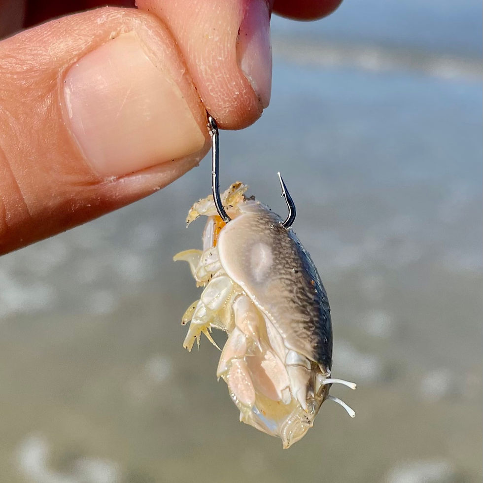 Corbina Fishing - Tournament Pro's Rips, Tackle, Rigs, Setups