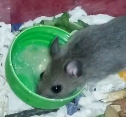 Orphaned Mouse Care | Chip Chloe Squirrel