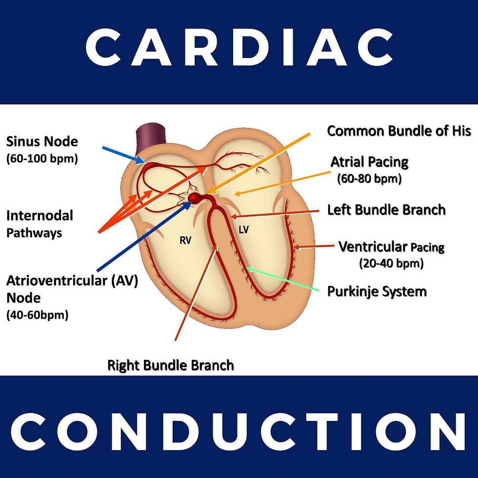 Cardiac Conduction System