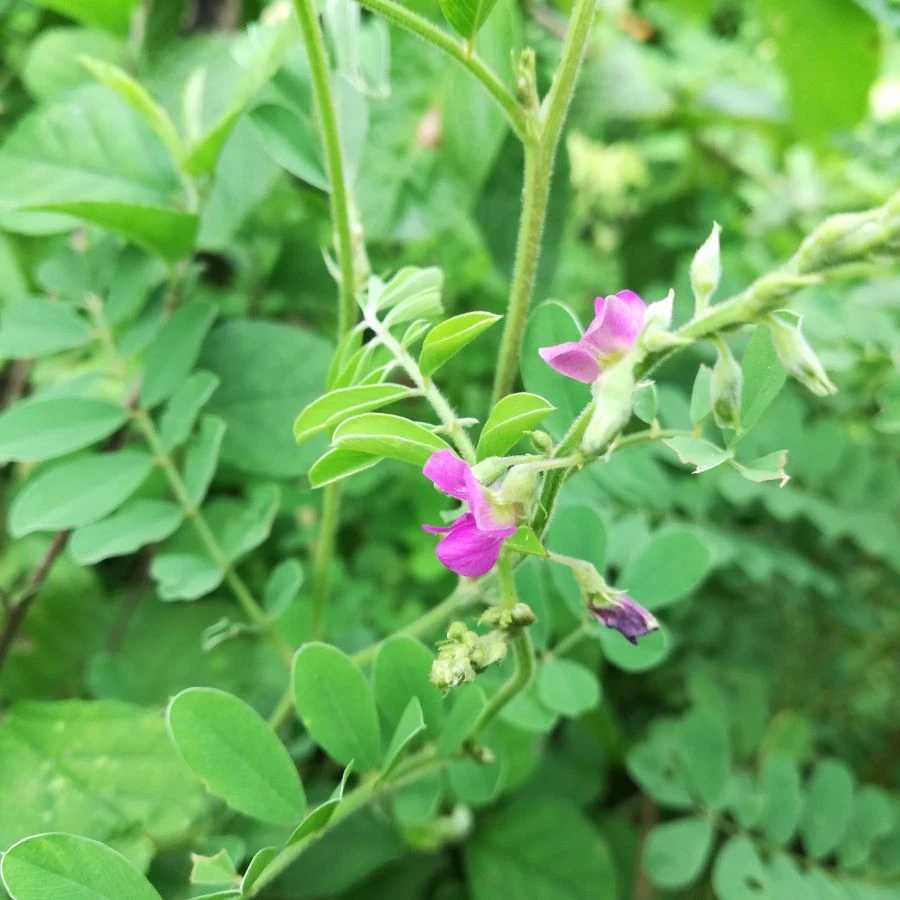 Indian Medicinal Plants | Indian Medicinal & Aromatic Plants Trust