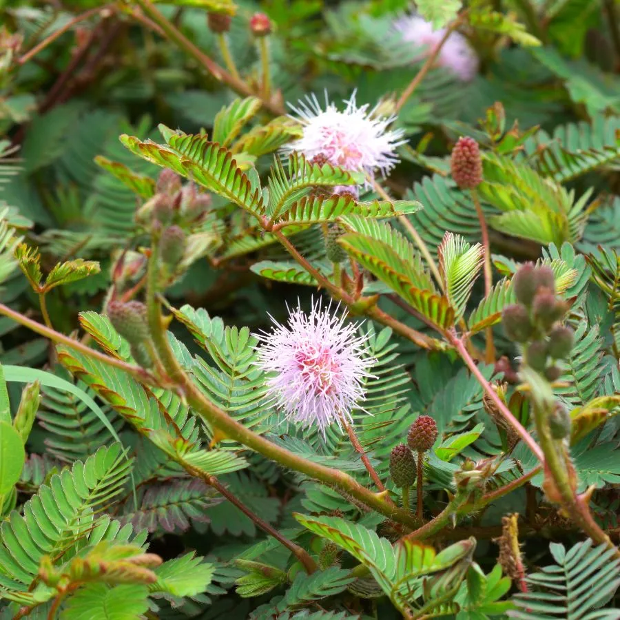 Indian Medicinal Plants | Indian Medicinal & Aromatic Plants Trust