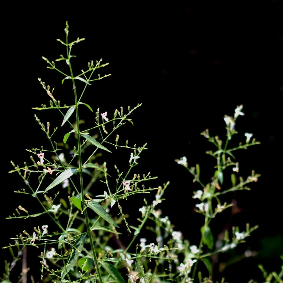 Indian Medicinal Plants | Indian Medicinal & Aromatic Plants Trust