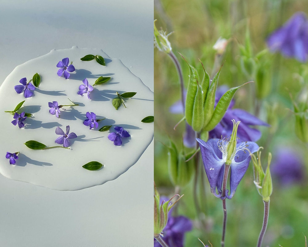 Bunga Bisa Dimakan? Lihat 5 Jenis Bunga yang Bisa Dimakan atau Edible ...