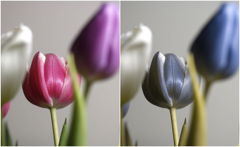 Daltonismo: Test dei Colori e Soluzioni Avanzate di ZEISS | Blog ...