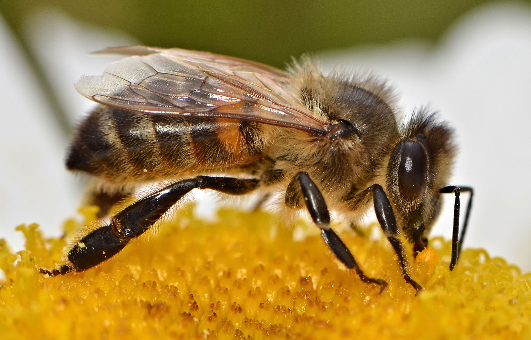 Harry Hancock Photos