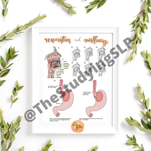 Respiration & Swallowing | The Studying SLP