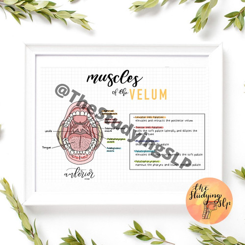 Muscles of the Velum Graphics | The Studying SLP