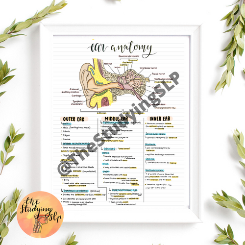 Ear Anatomy Notes | The Studying SLP