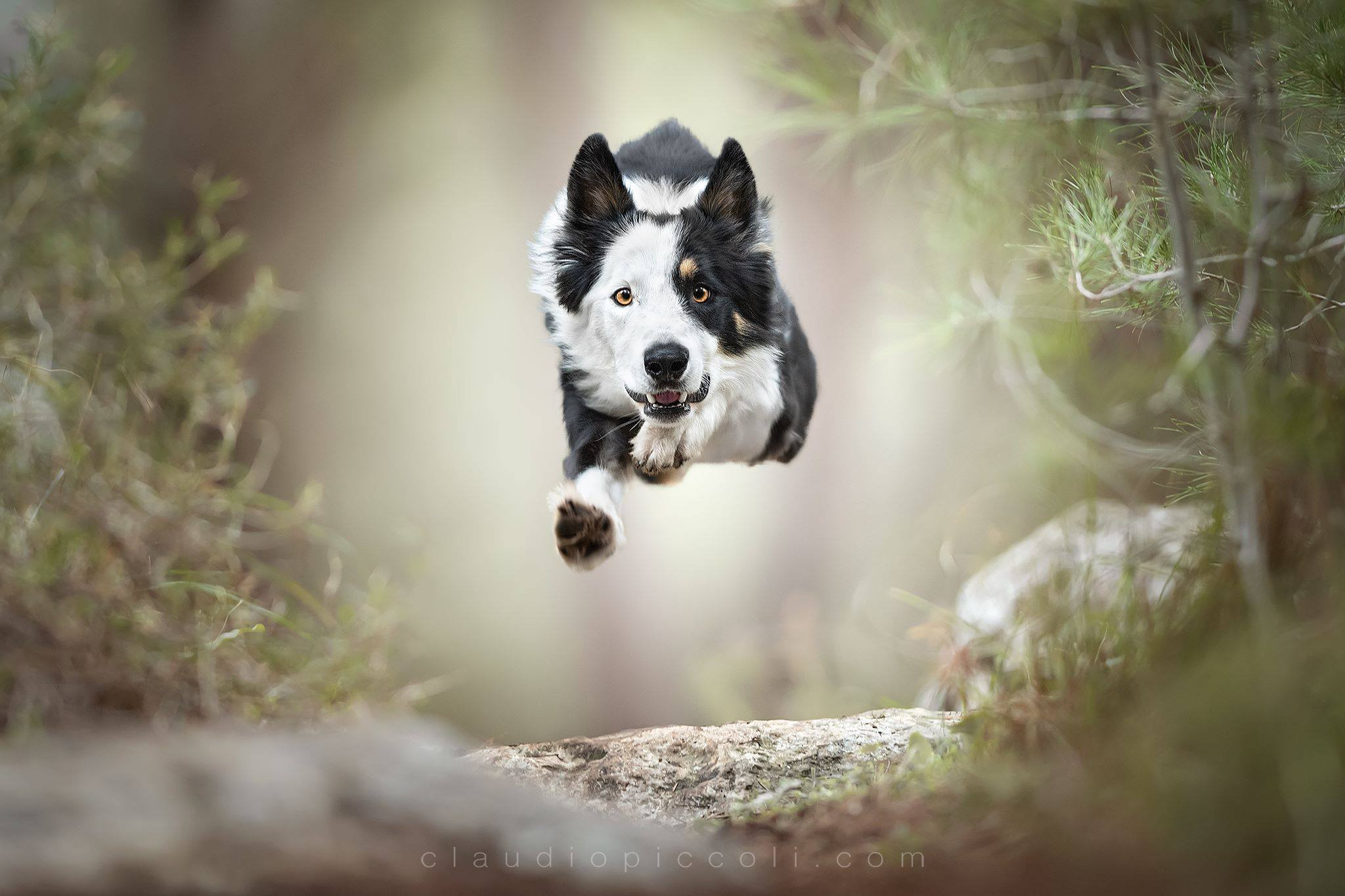 Photography Workshop "Dogs in Action" 3.0 AUSTRIA 2/3 November 2019 ...