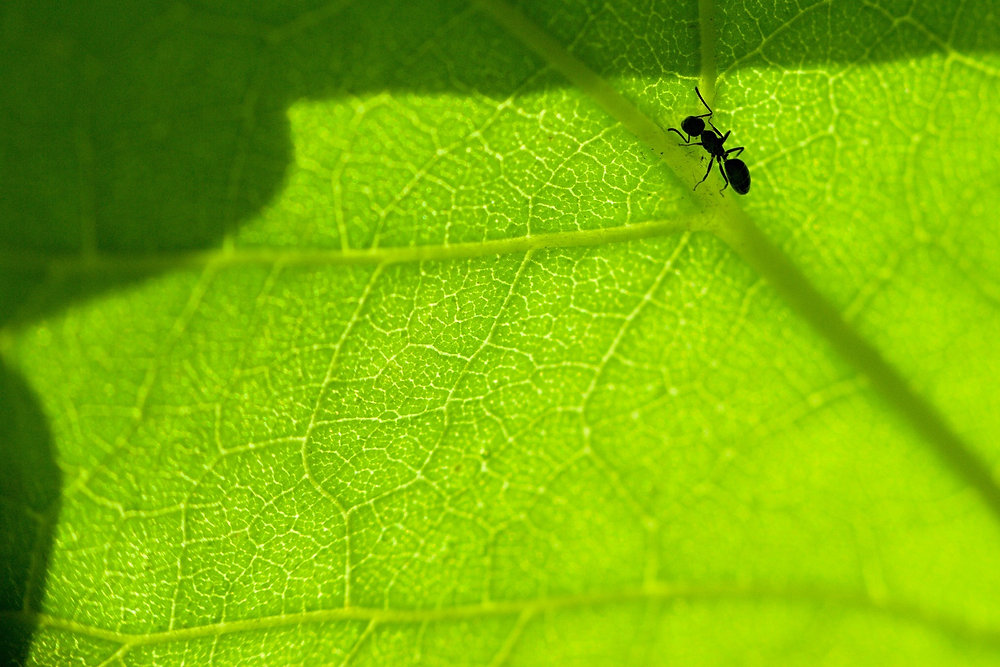 Ant Wisdom
