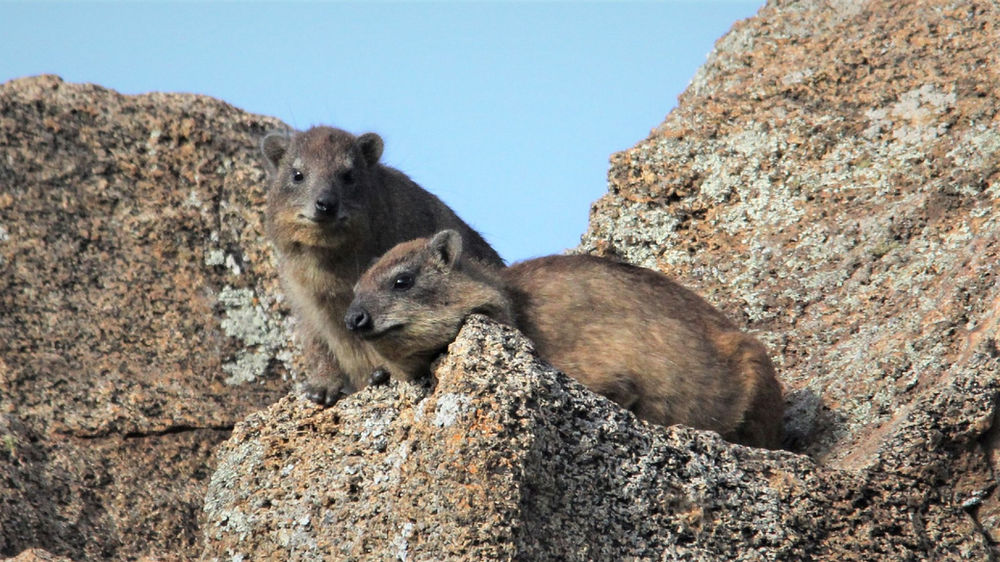 The Wisdom of Conies