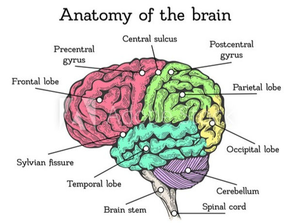 The Brain