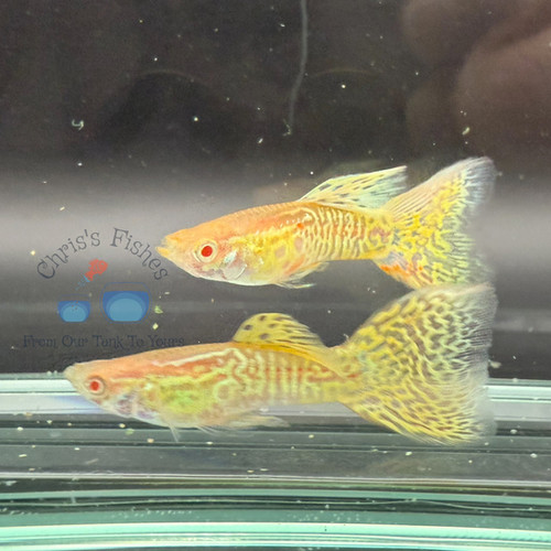 Albino Yellow Cobra Fancy Guppy | Chris's Fishes