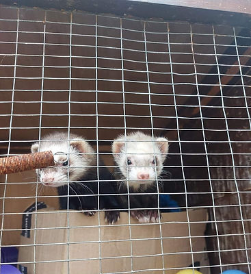 Adoption | Marley's ferret rescue and rehoming