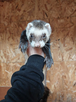 Adoption | Marley's ferret rescue and rehoming