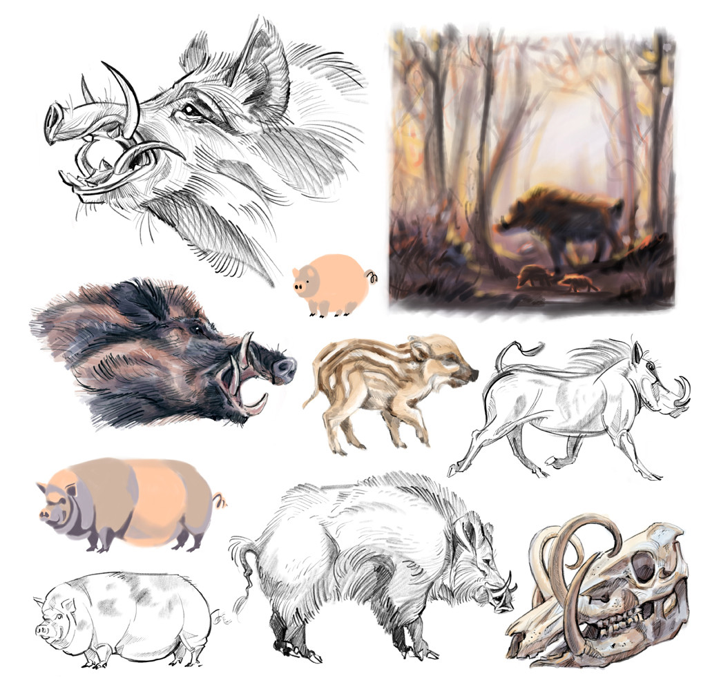 PIG STUDIES