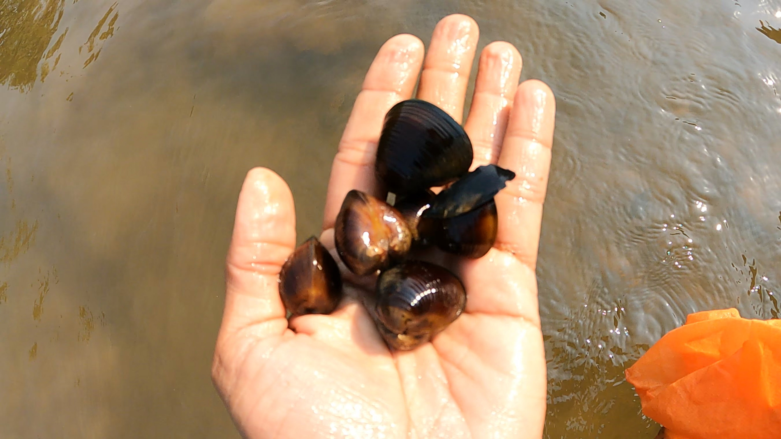 Learn Clam Catching | Clam Catch and cook | The Goan Friend