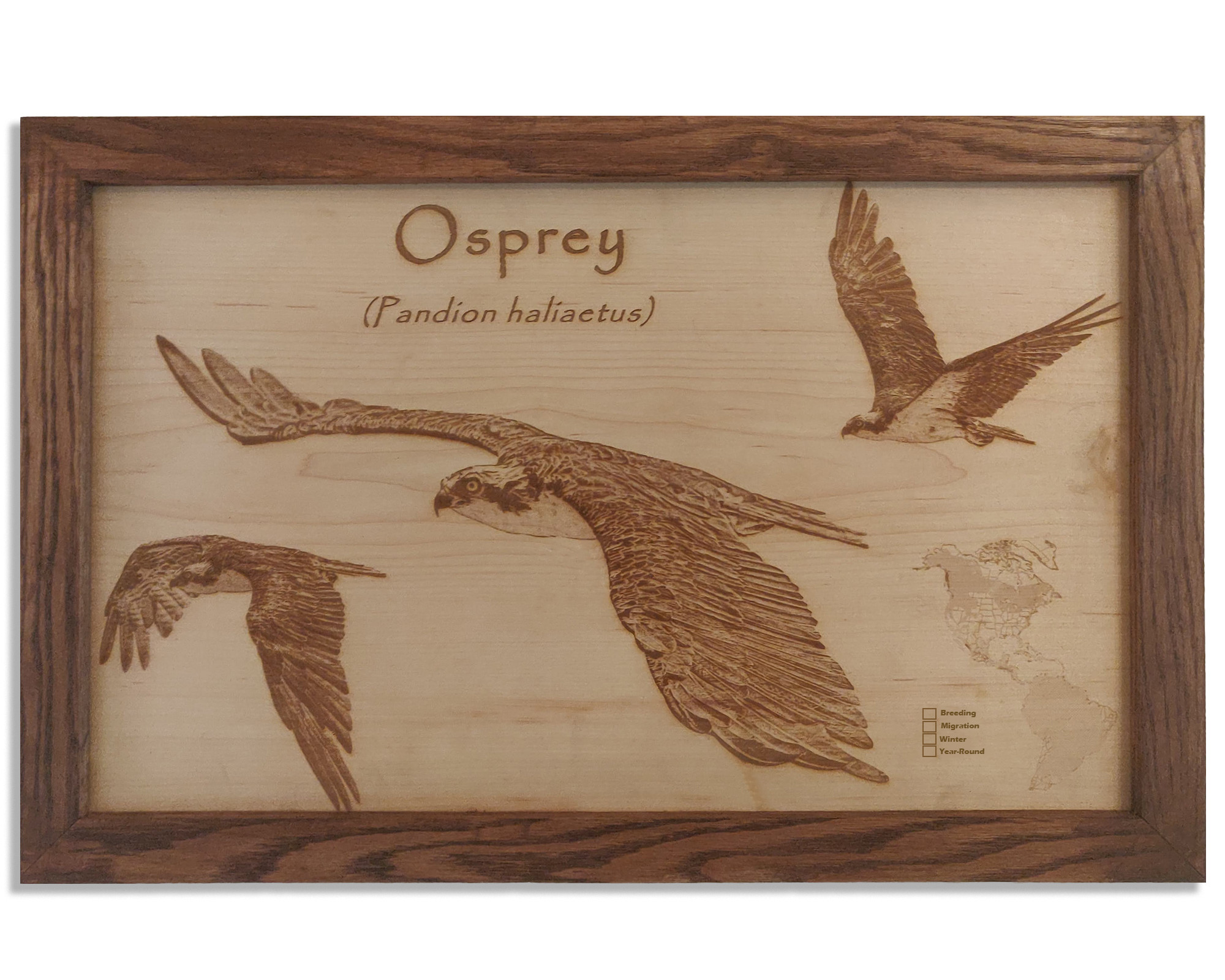 osprey-in-flight-patterns