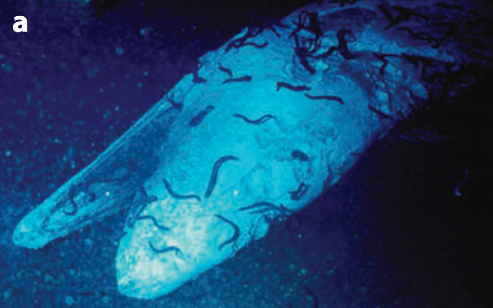 The extraordinary life of whale carcasses in the deep ocean