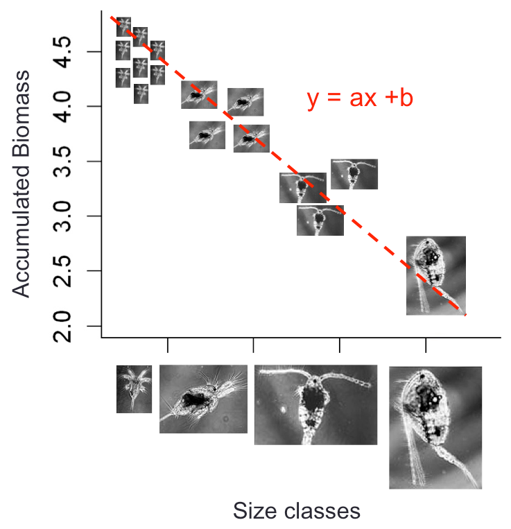 For plankton, size matters