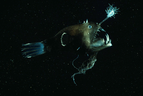 Será que existe luz no fundo do mar?