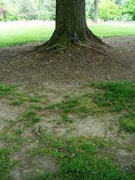 IS MY TREE KILLING MY GRASS?