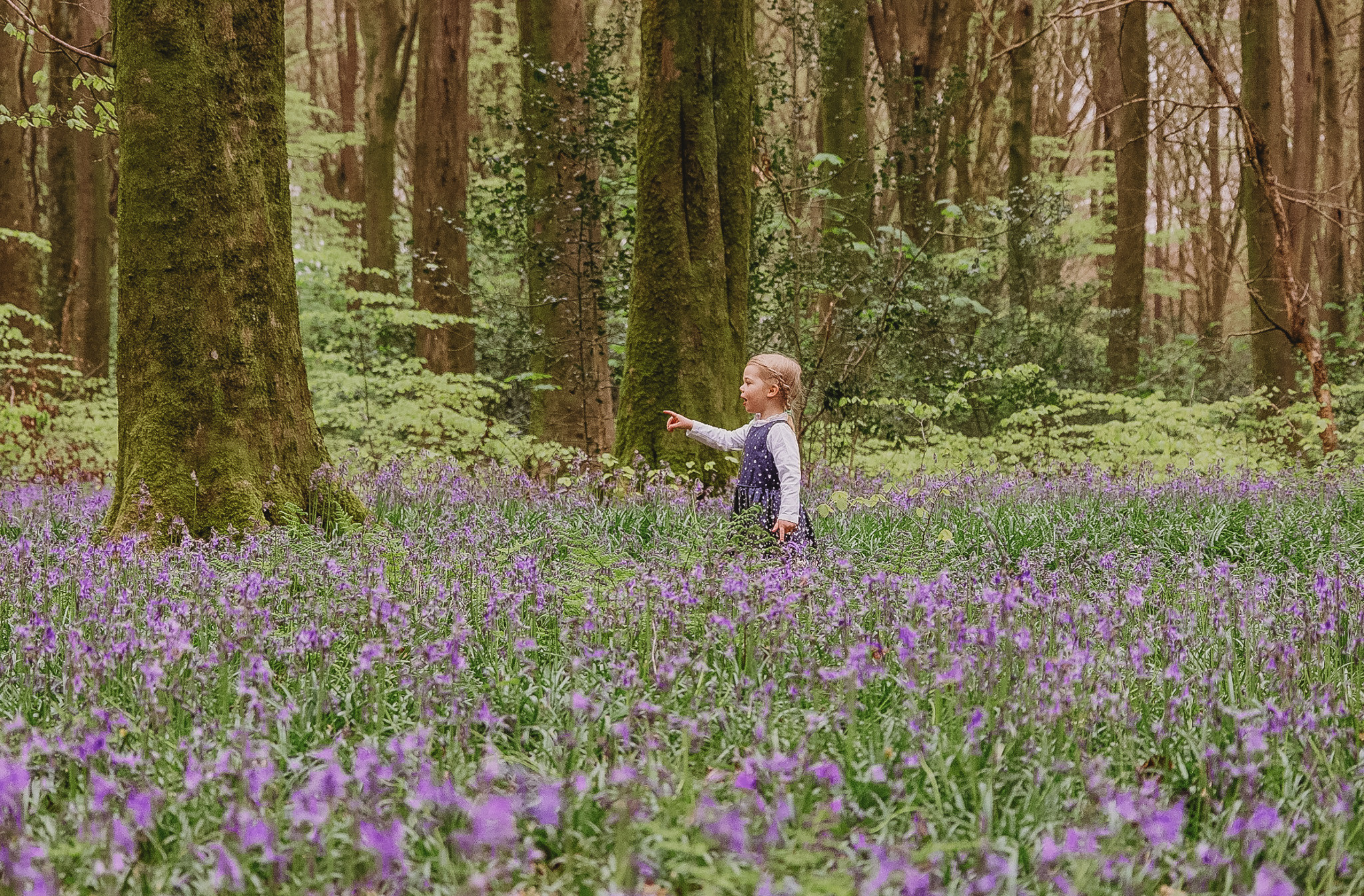 BLUEBELLS | Catherine Cronin