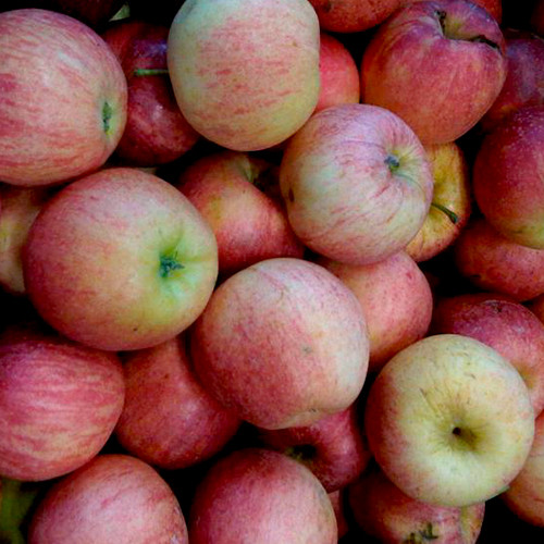 Manzana Fuji | biohuerta