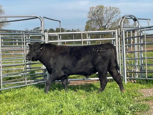 Registered Black Angus Bull: Hometown 23B (GAR Hometown-SIRE/GAR ...
