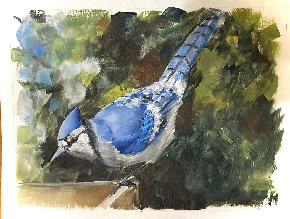 Blue Jay Study | Joseph Grice Art