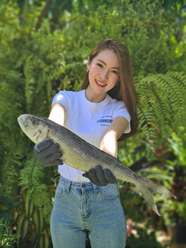 กะพงเขียว/ลำดวน/เห่าดง (Green Jobfish) | ลันตาปลาไทย