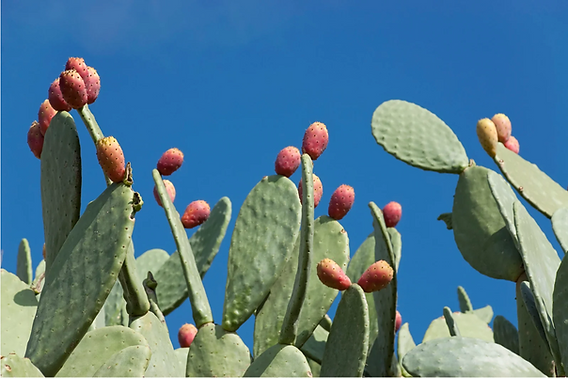 cactus pears