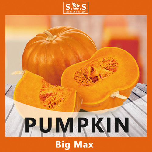 Pumpkin Big Max Seeds | Seeds Of Strength
