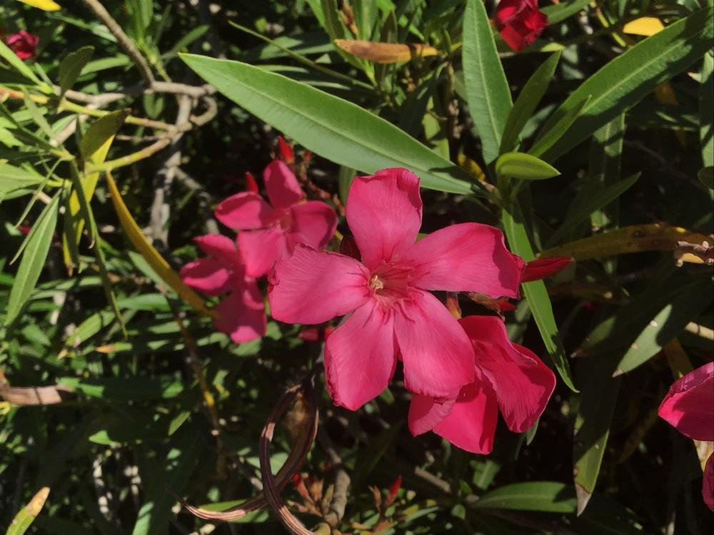 Oleanders