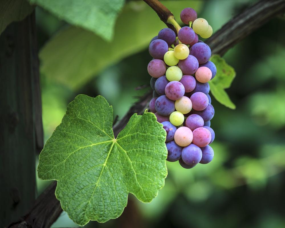 Grapes