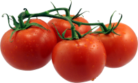 Grated Tomato Potentate | Diacks Nurseries ltd
