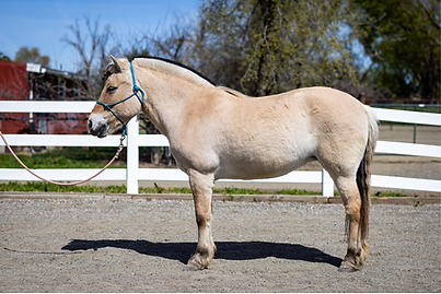 Our Horses | Woodland Strides